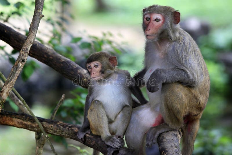 Portrait of the Sad Monkey. Stock Image - Image of wildlife, full: 76741835