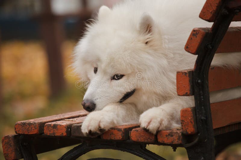 Portrait of a Sad Samoyed Dog on a Park Bench Stock Image - Image of ...