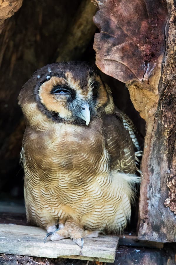 Portrait of Sad Screech Owl Also with Large Beautiful Brown Eyes ...