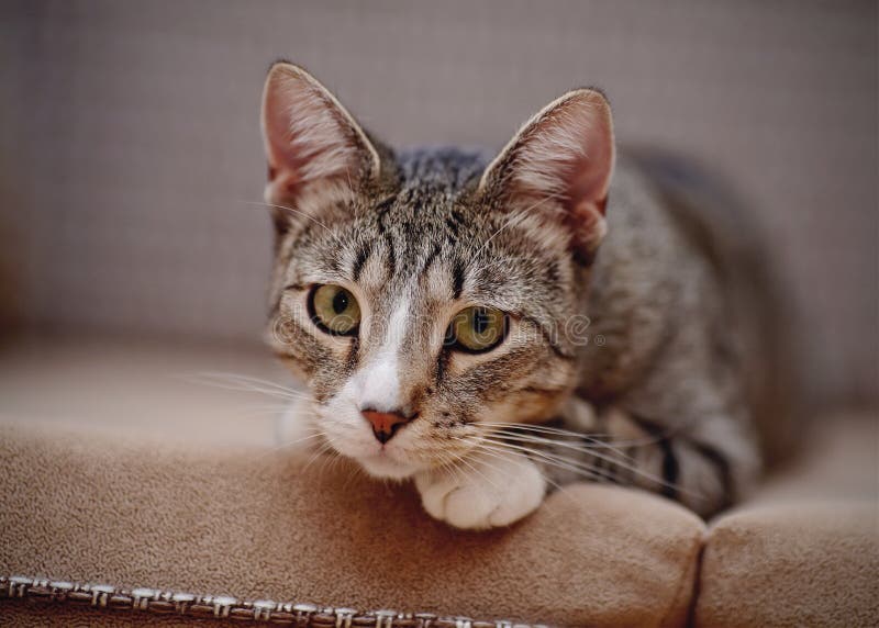 Portrait of a Sad Thoughtful Striped Cat. Stock Image - Image of ...
