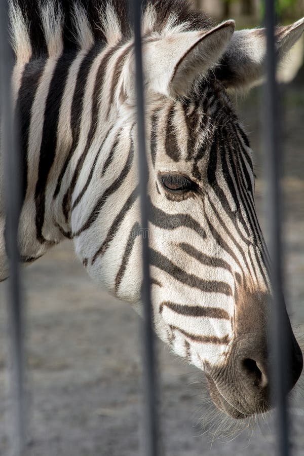 Sad zebra face stock photo. Image of stripes, lines, patterns - 25103988