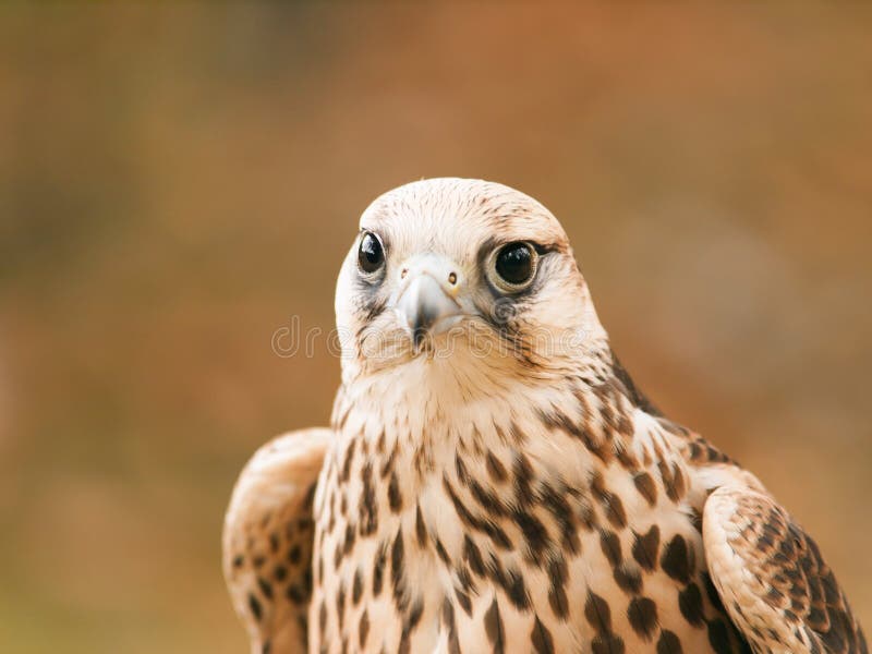 Portrait of saker falcon stock image. Image of falcon - 69313981