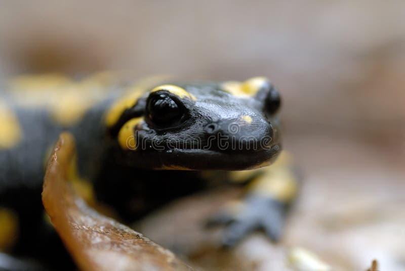 Portrait of Salamander stock photo. Image of water, tree - 2842366