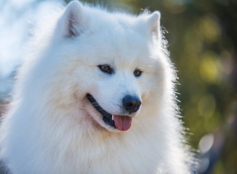 Portrait of Samoyed stock photo. Image of canine, breed - 171087782