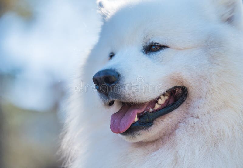 Portrait of Samoyed stock photo. Image of outdoor, funny - 174731566