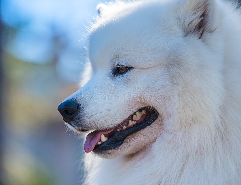 Portrait of Samoyed stock image. Image of smiling, pedigree - 174731567