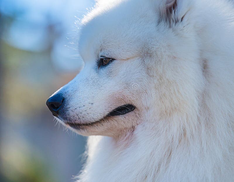 Portrait of Samoyed stock photo. Image of friendly, furry - 174731624