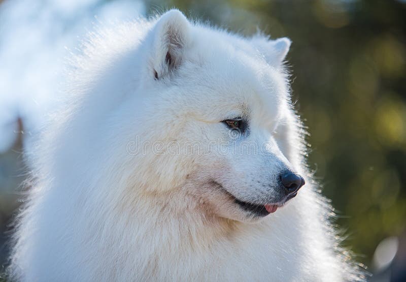 Portrait of Samoyed stock photo. Image of siberian, breed - 174731726