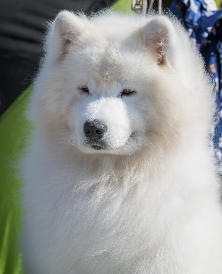 Portrait of Samoyed stock image. Image of husky, mammal - 89725683