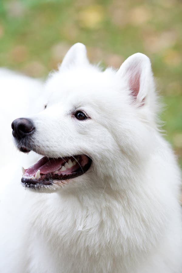 12,645 Samoyed Stock Photos - Free & Royalty-Free Stock Photos from ...
