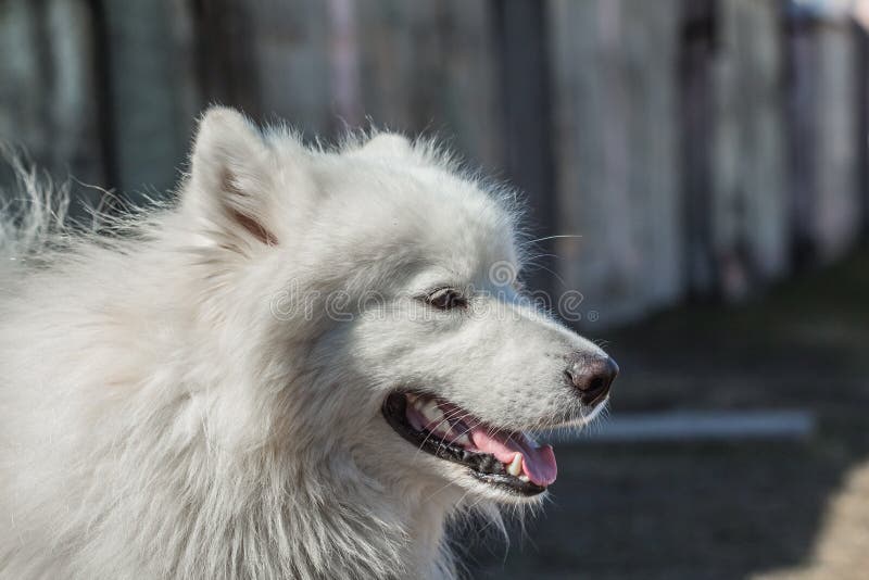 Portrait of Samoyed Dog Close Up Outdoors Stock Photo - Image of nature ...