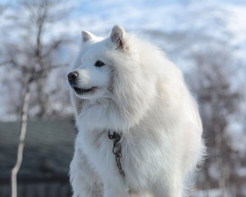 Portrait of samoyed dog stock image. Image of nice, white - 68920239