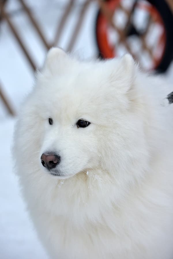 Portrait of a samoyed stock photo. Image of blue, head - 129865298