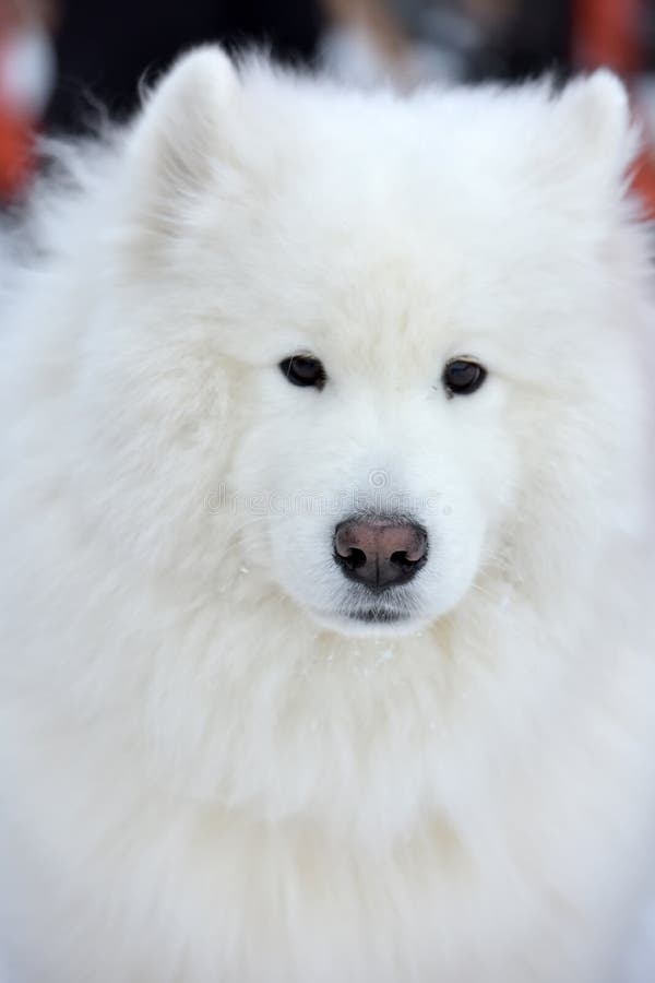Portrait of a samoyed stock photo. Image of furry, amazing - 129865320