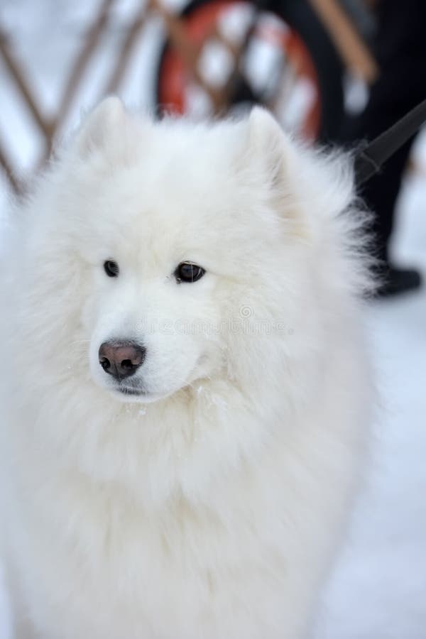Portrait of a samoyed stock photo. Image of furry, amazing - 129865320