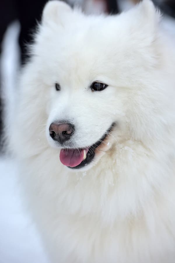 Portrait of a samoyed stock photo. Image of furry, amazing - 129865320