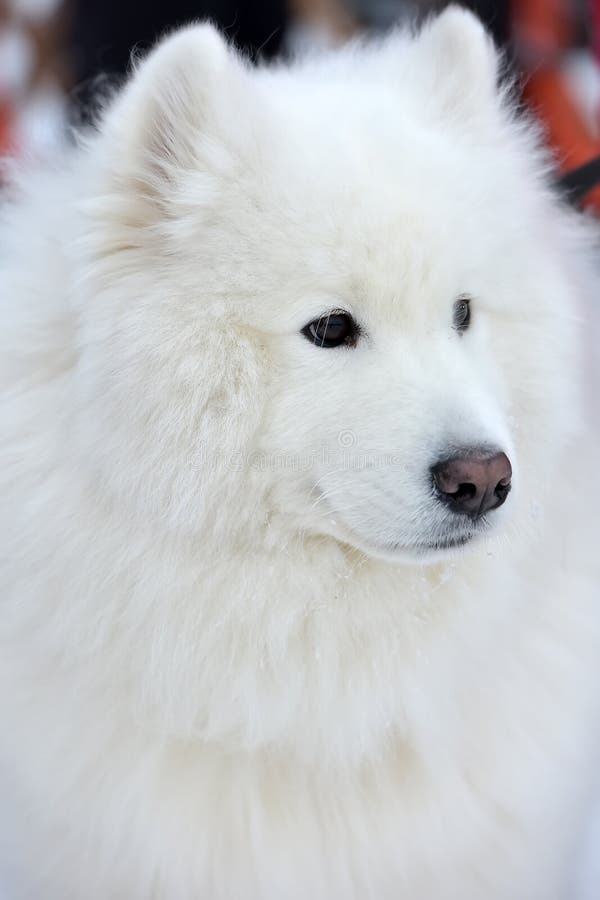 Portrait of a samoyed stock photo. Image of furry, amazing - 129865320