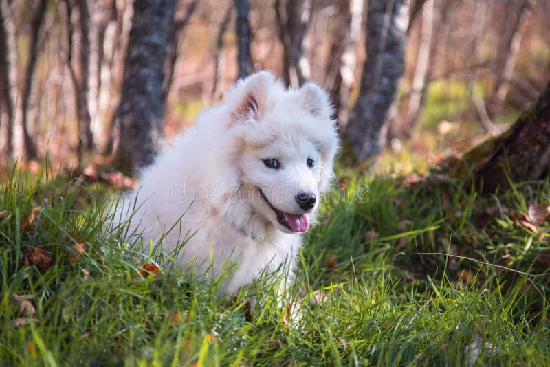 Portrait of a Samoyed Puppy Climbing into the Grass. Stock Image ...