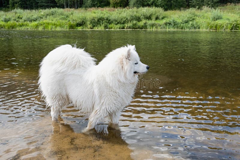 Portrait of Samoyed Standing in Water. Stock Image - Image of portrait ...