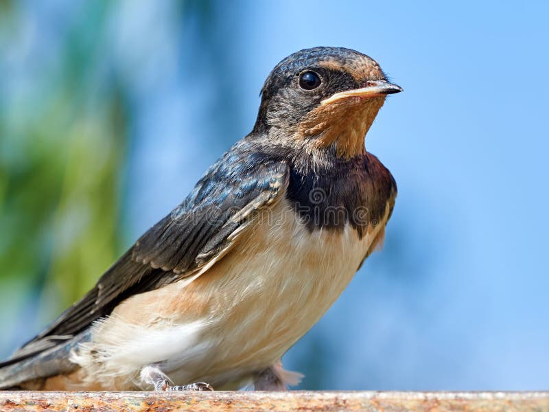 Portrait Sand Martin stock image. Image of nice, martin - 76709965