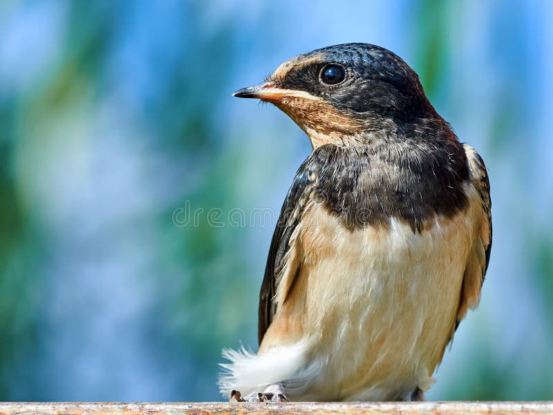 Portrait Sand Martin stock image. Image of close, nature - 77220053