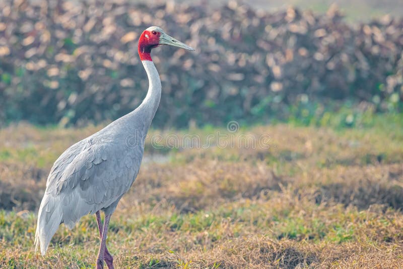 Portrait of a Sarus Crane stock image. Image of destination - 282514959