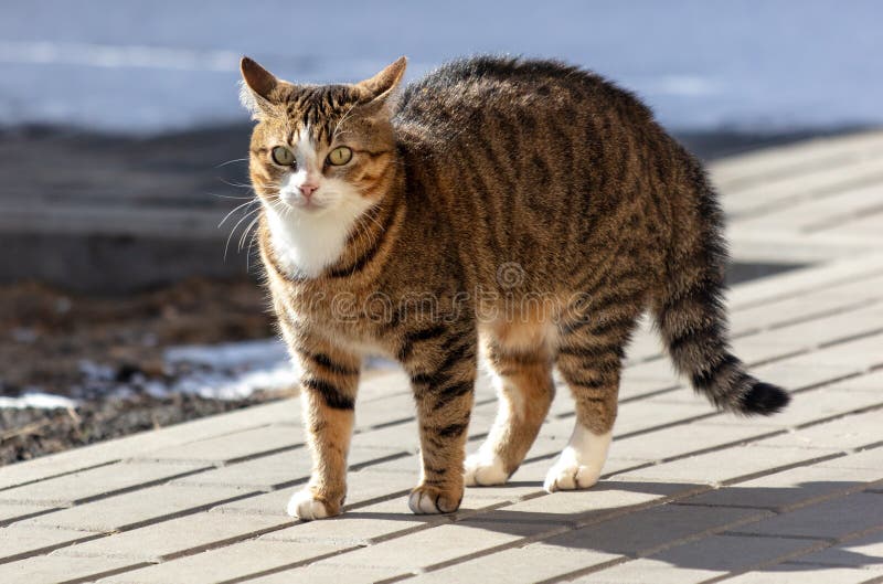 Portrait of a scared cat stock image. Image of fear - 306494275