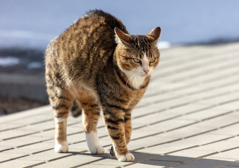 Portrait of a scared cat stock photo. Image of scared - 306756470