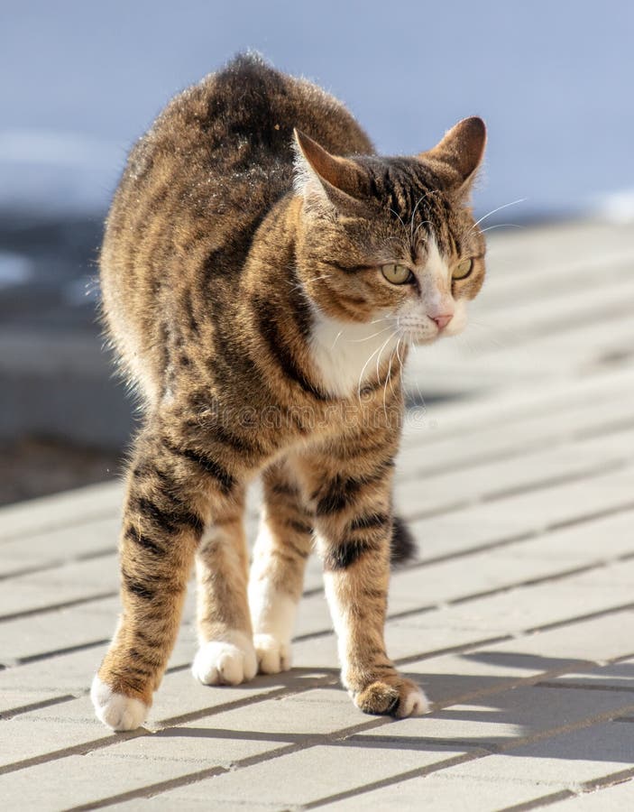 Portrait of a scared cat stock photo. Image of cute - 307084992