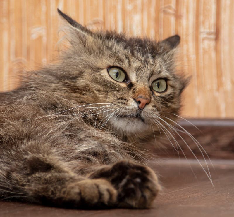 Scared house mouse stock image. Image of small, long - 10705469