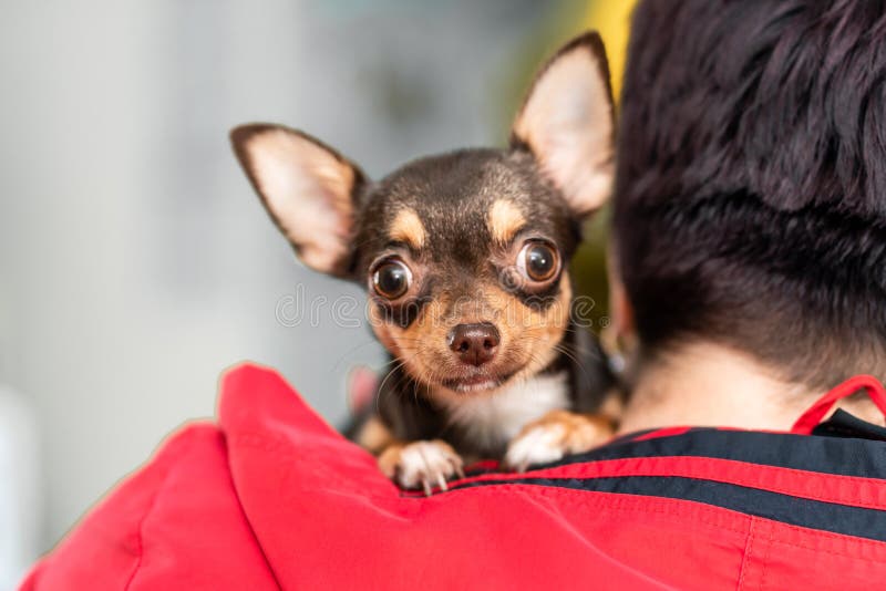 Scared Little Chihuahua Dog Stock Image - Image of frightened, mammal ... Scared Little Chihuahua Dog Stock Image - Image of frightened, mammal ...