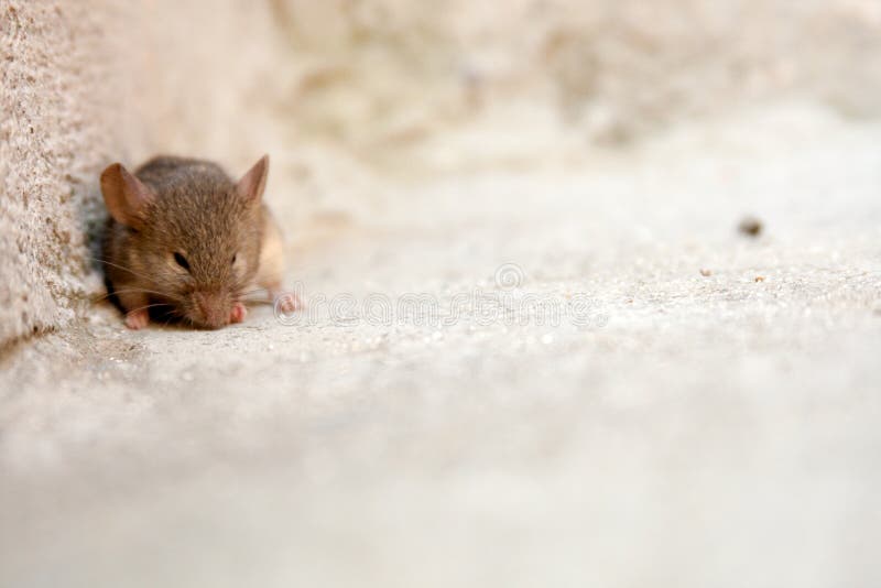 719 Scared Mouse Stock Photos - Free & Royalty-Free Stock Photos from ...