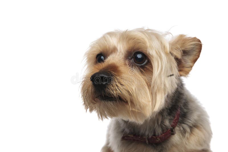 Scared yorkie toy stock image. Image of seated, pets - 21617457