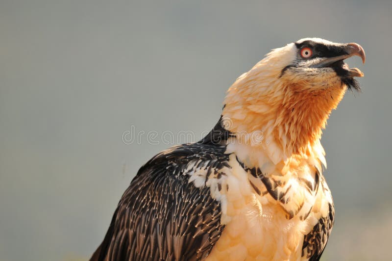 Portrait of a Scary Screaming Bearded Vulture Bird Stock Photo - Image ...