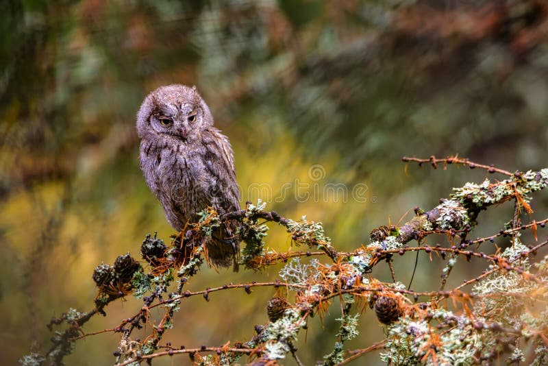 The Eurasian Scops Owl ,Otus Scops, European Scops Owl in Forest Stock ...
