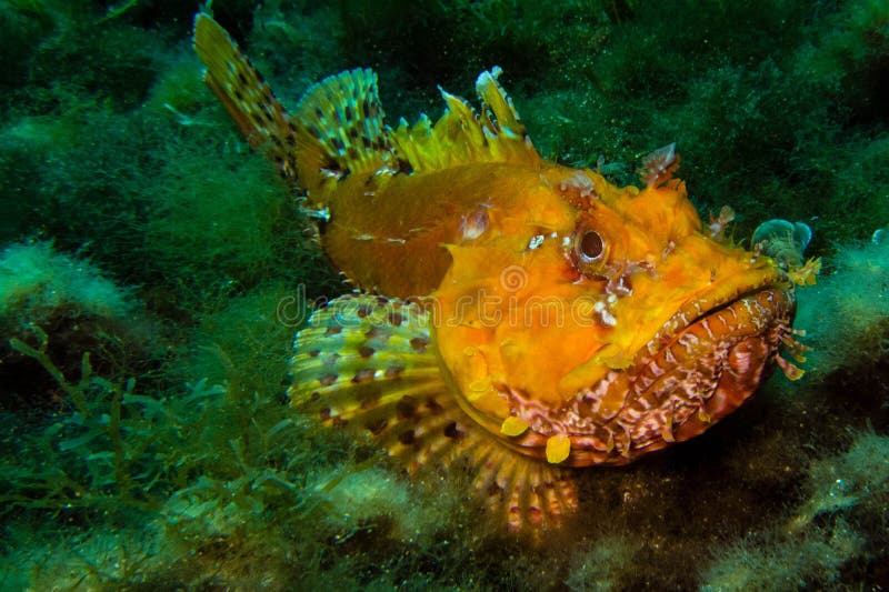 Portrait of Scorpionfish stock photo. Image of detail - 78434680