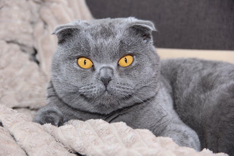 Portrait of a Scottish Fold Cat. Angry Fat Cat Stock Photo - Image of ...