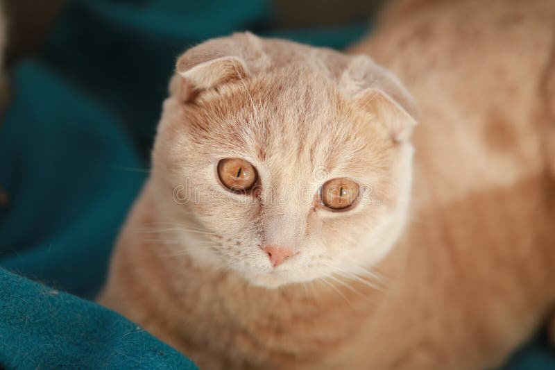 Portrait of a Scottish Fold Stock Photo - Image of ears, carnivore ...