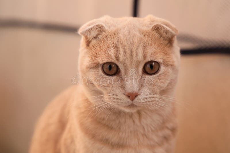 Portrait of a Scottish Fold Stock Photo - Image of forward, wildcat ...
