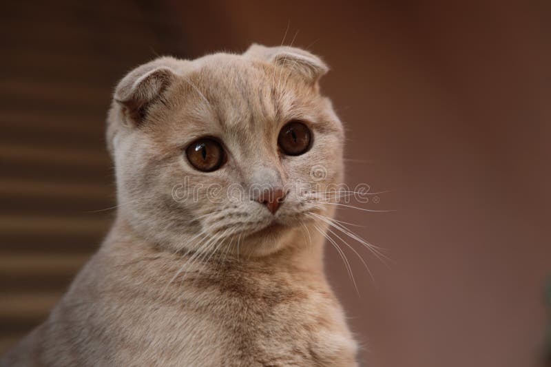 Portrait of a Scottish Fold Stock Photo - Image of recognizable, unique ...