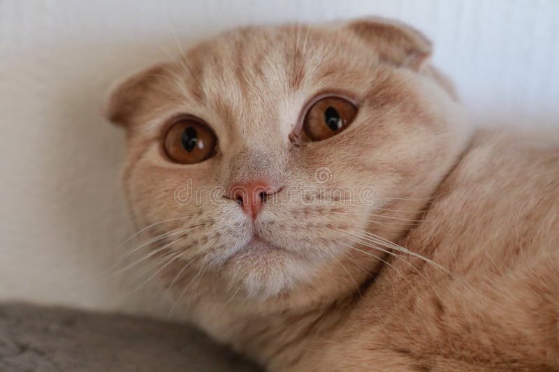 Portrait of a Scottish Fold Stock Photo - Image of unique, portrait ...