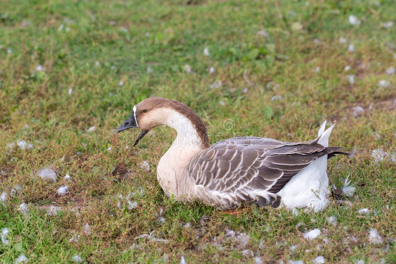 Screaming goose. stock photo. Image of beak, attack, instinctual - 87159144