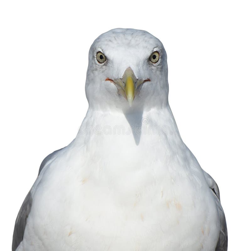 215 One Sea Gull Front View Stock Photos - Free & Royalty-Free Stock ...