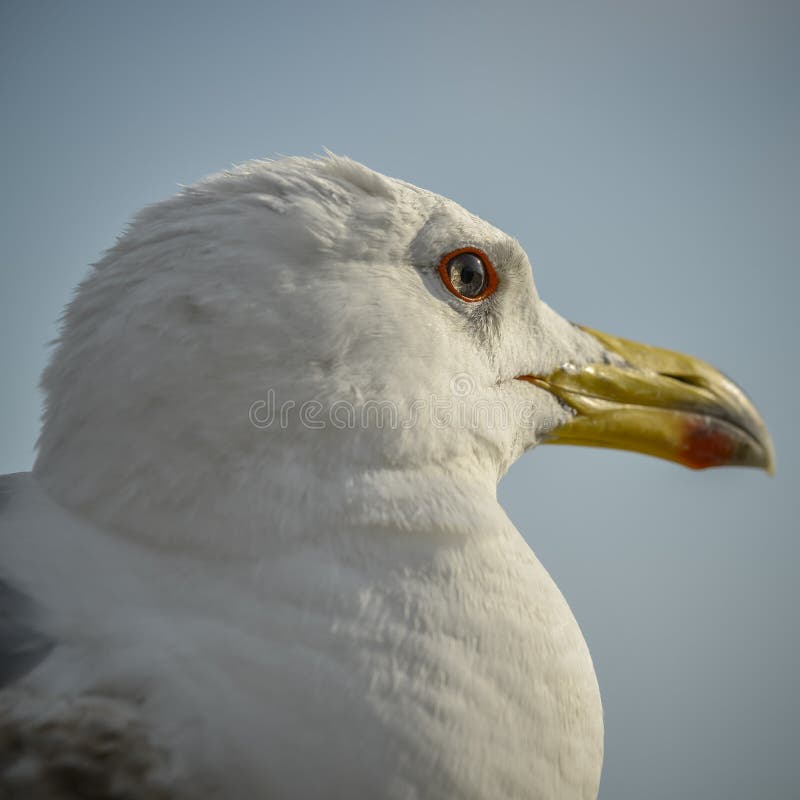 Sea gull face stock photo. Image of large, sunny, north - 1967768