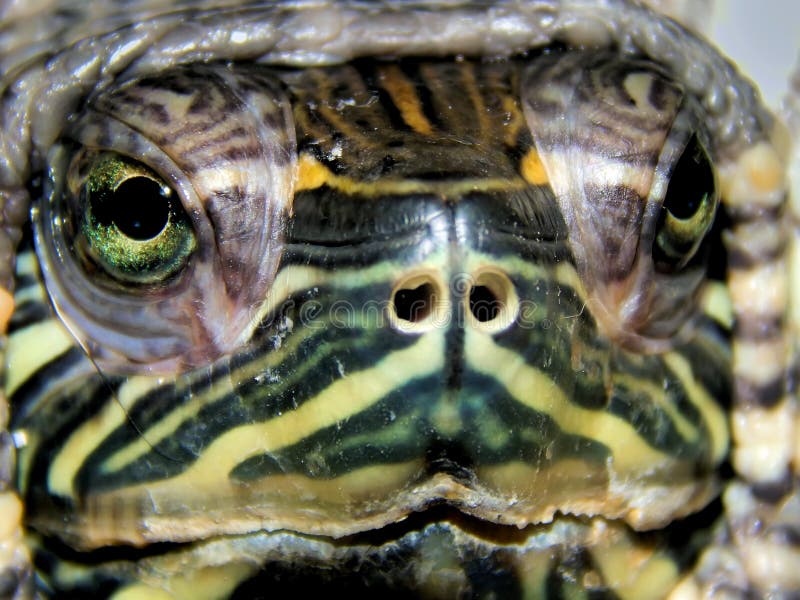 Portrait of the Red-sea Turtle Stock Photo - Image of black, macro ...