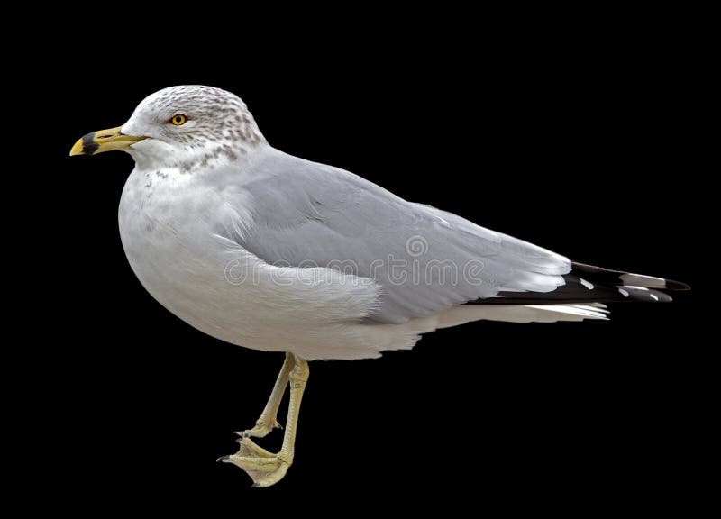 Seagull side view isolated stock photo. Image of plumage - 31987526