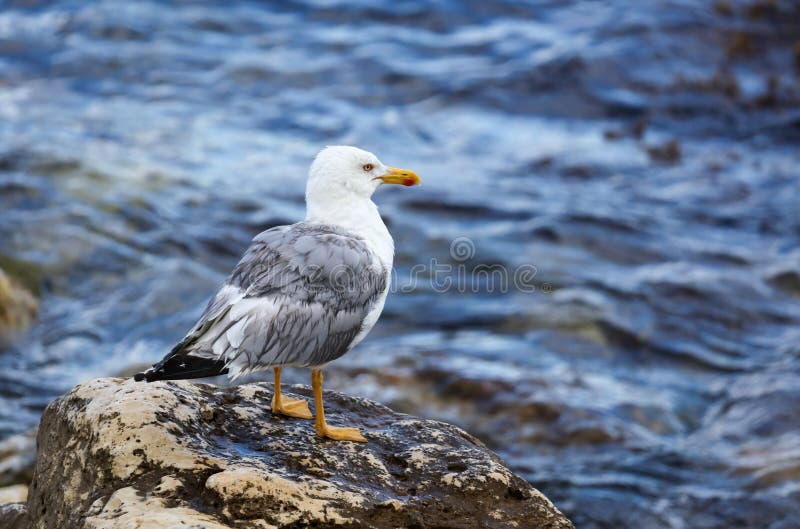 Portrait of a Seagull on the Rocks Stock Photo - Image of landscape ...
