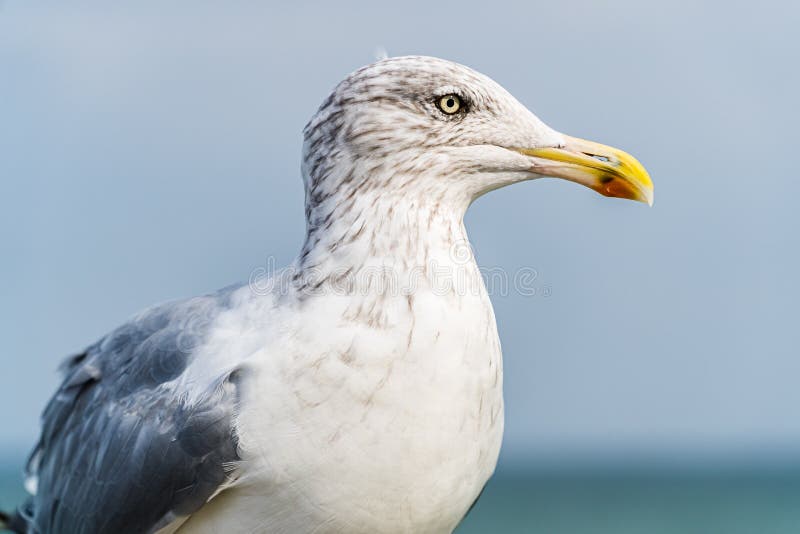 Seagull Sitting on the Railing of a Footbridge Stock Image - Image of ...