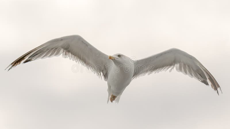 Portrait of a Seagull with Wings Wide Open Flying Up in the Sky. a ...