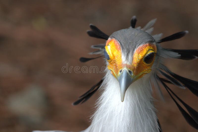 Portrait of the Secretary Bird in Africa. Stock Photo - Image of grey ...